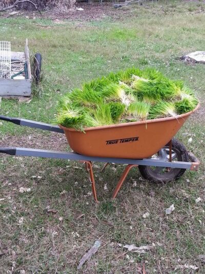 How To Grow Fodder For Rabbits - Rabbit Meat For Sale Online