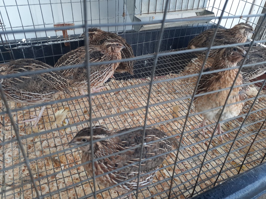 Quail Archives - Rabbit Meat For Sale Online